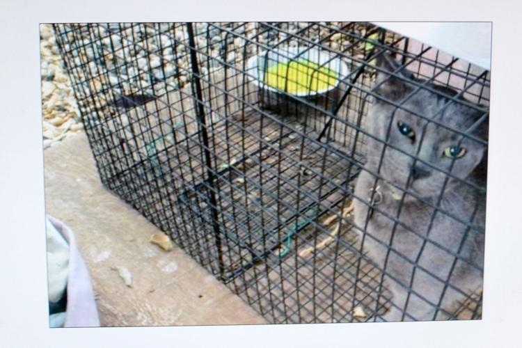 Photos: Alleged cat poisoning | News | dailyrepublic.com