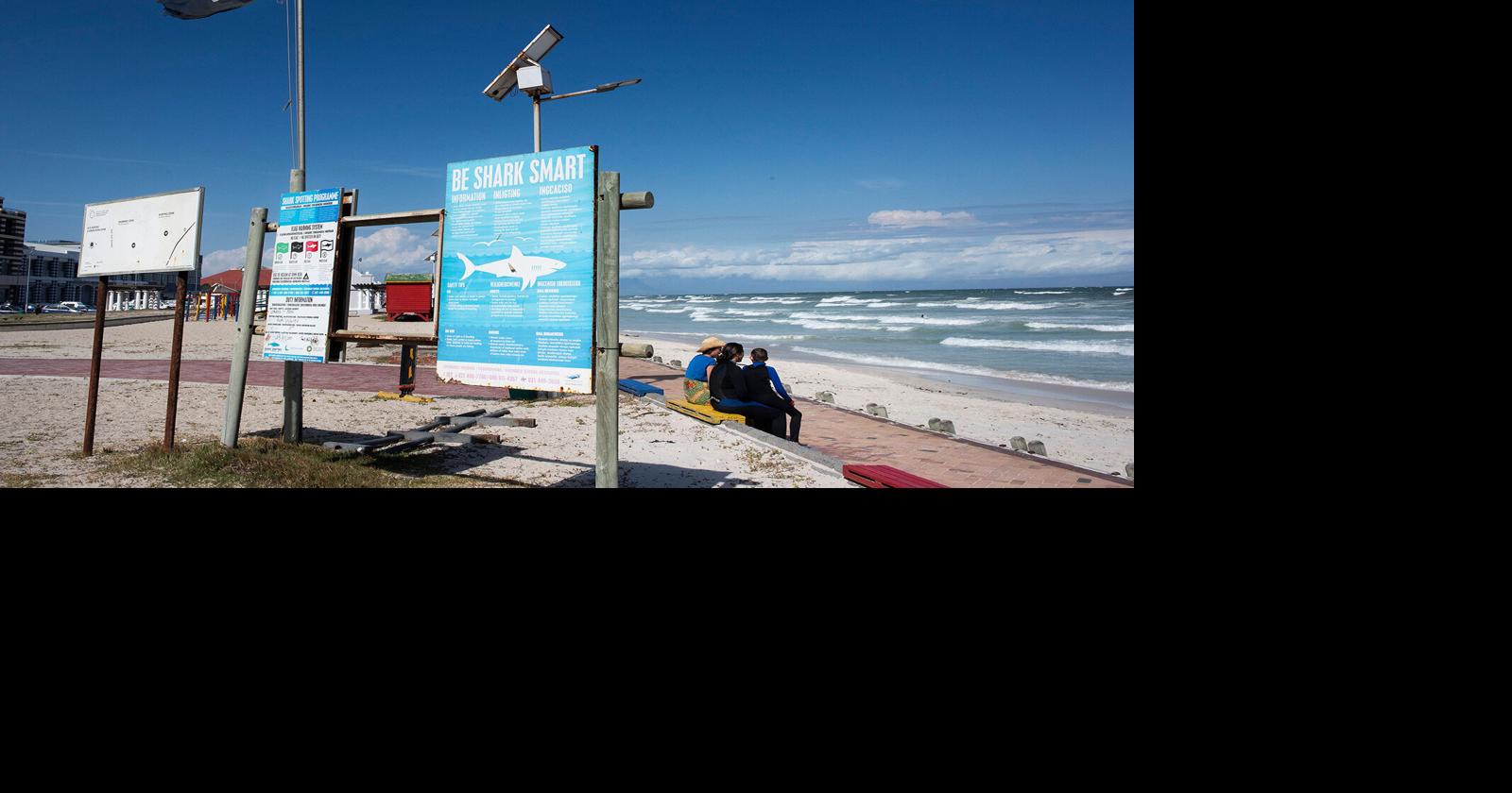 Great white shark socialites: Sharks sometimes hang out, might be ...