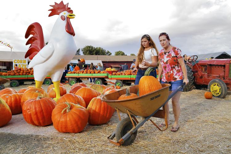 Photos: Larry’s Produce Pumpkin Patch and Corn Maze | News ...