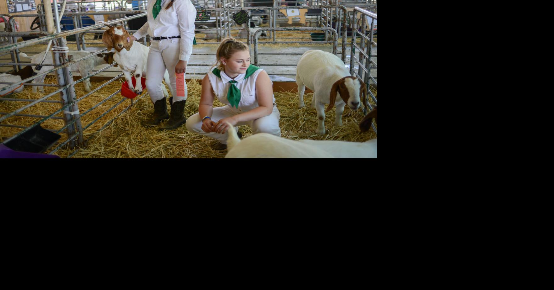 Vacaville family mixes pageants, livestock | Benicia-Vallejo ...