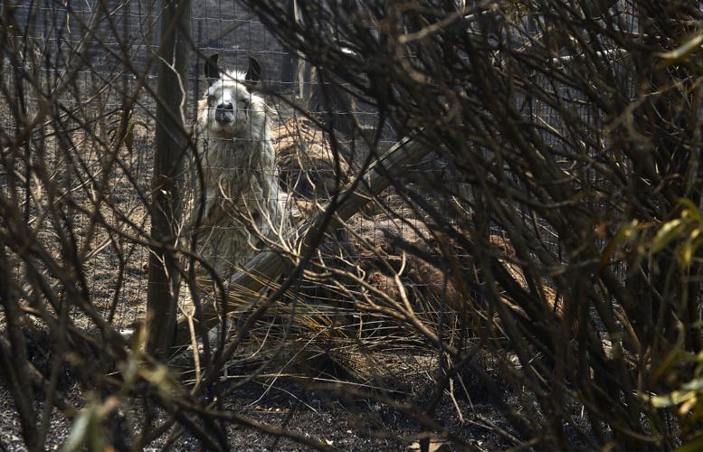 Menagerie of rescued animals becomes choreographed relocation effort ...