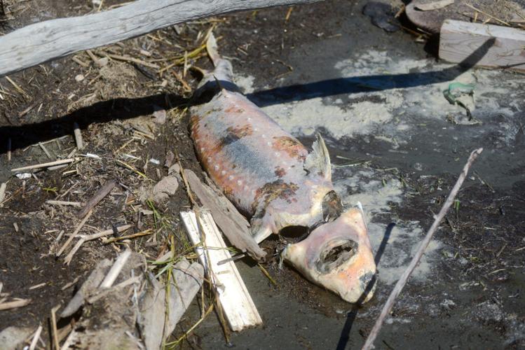 Potentially devastating loss of sturgeon may provide insight to ancient ...