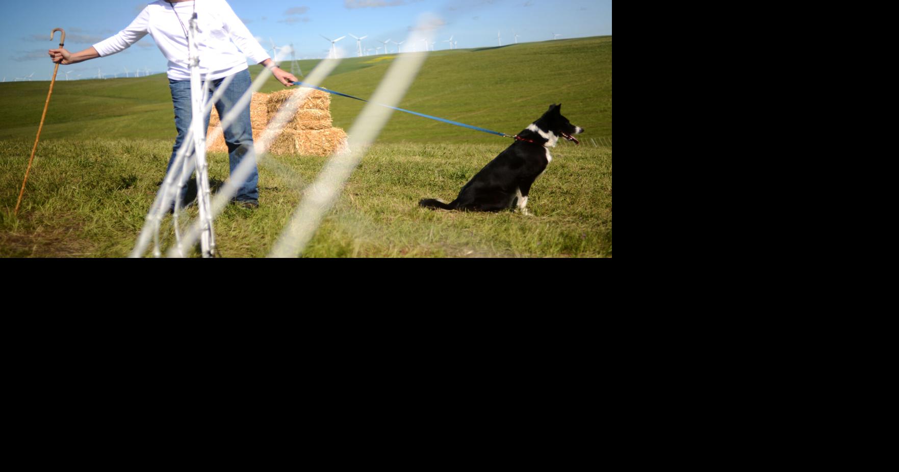 Photos: Sheep dog trials at McCormack Ranch in Rio Vista | News ...