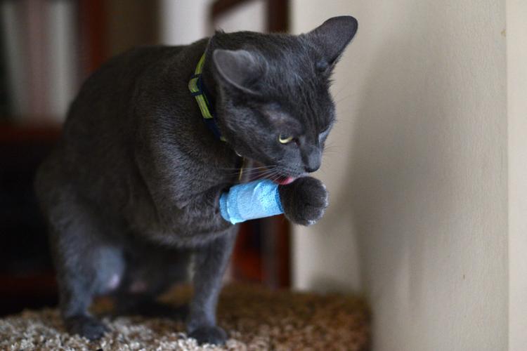 Photos: Alleged cat poisoning | News | dailyrepublic.com