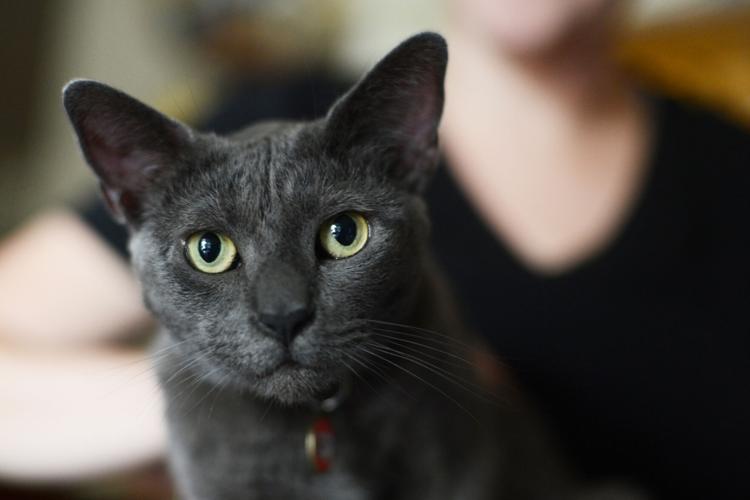 Photos: Alleged cat poisoning | News | dailyrepublic.com