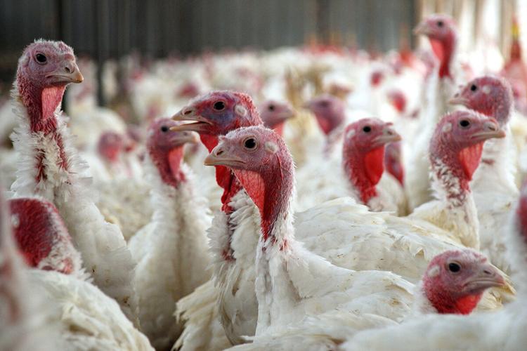 Americans expected to gobble up 46 million turkeys on Thanksgiving ...