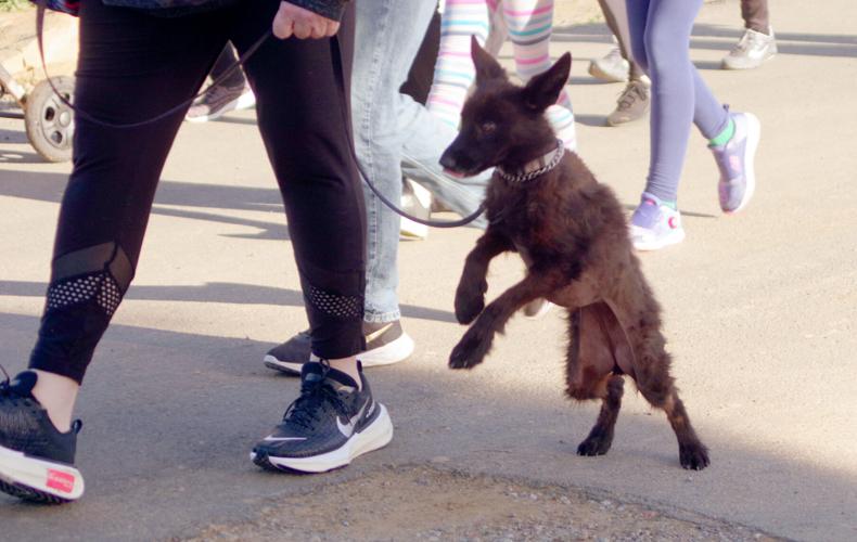 Inaugural Solano SPCA dog walk a success | Vacaville-Dixon-Winters ...