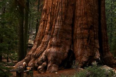 worlds thickest tree