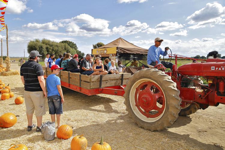 Photos: Larry’s Produce Pumpkin Patch and Corn Maze | News ...
