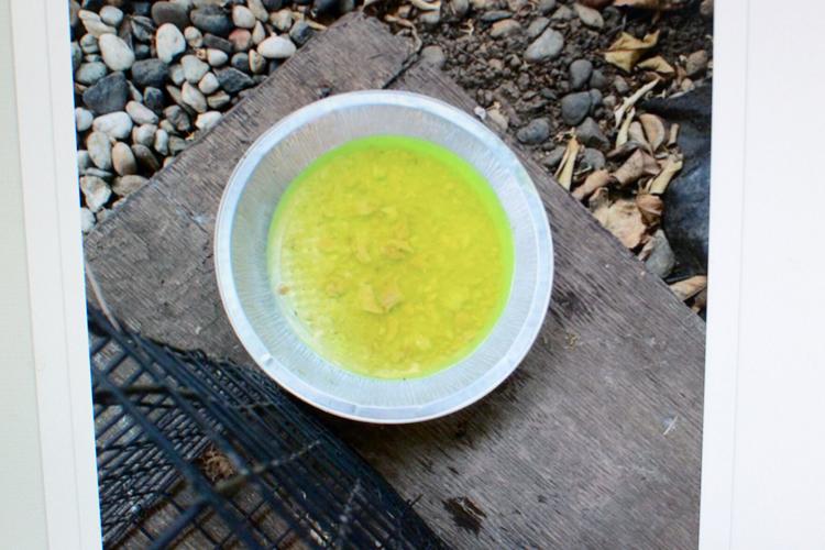 Photos: Alleged cat poisoning | News | dailyrepublic.com