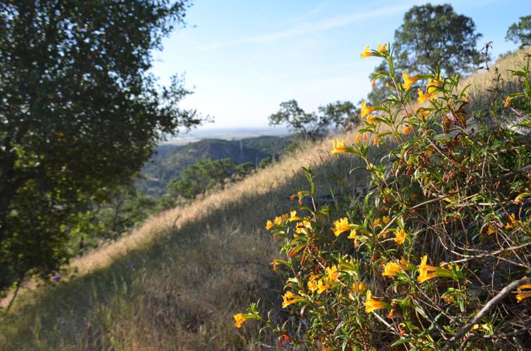 New name in Patwin language for Solano site honors land’s first ...