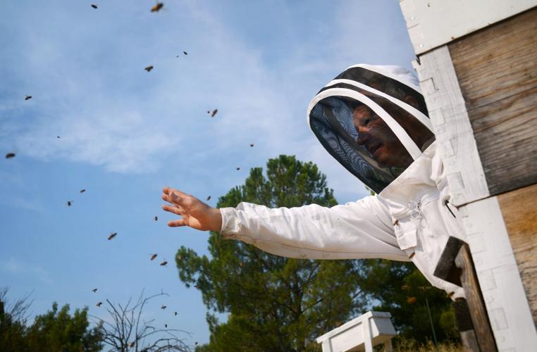 All abuzz about bees: Solano man’s passion centers on swarm | Lifestyle | dailyrepublic.com