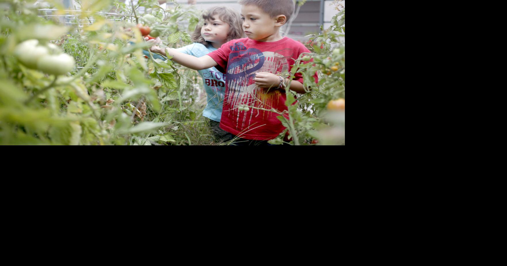 Nelda Mundy Elementary School’s garden | News | dailyrepublic.com