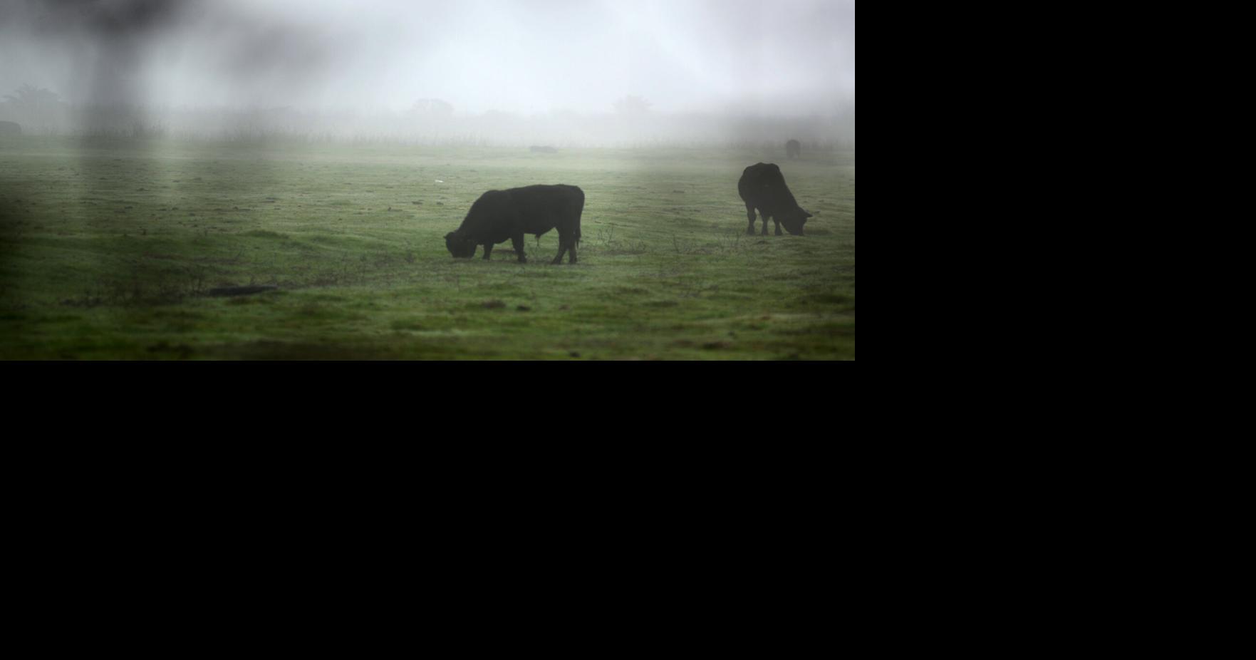Photos: Dense fog blankets Solano County | News | dailyrepublic.com