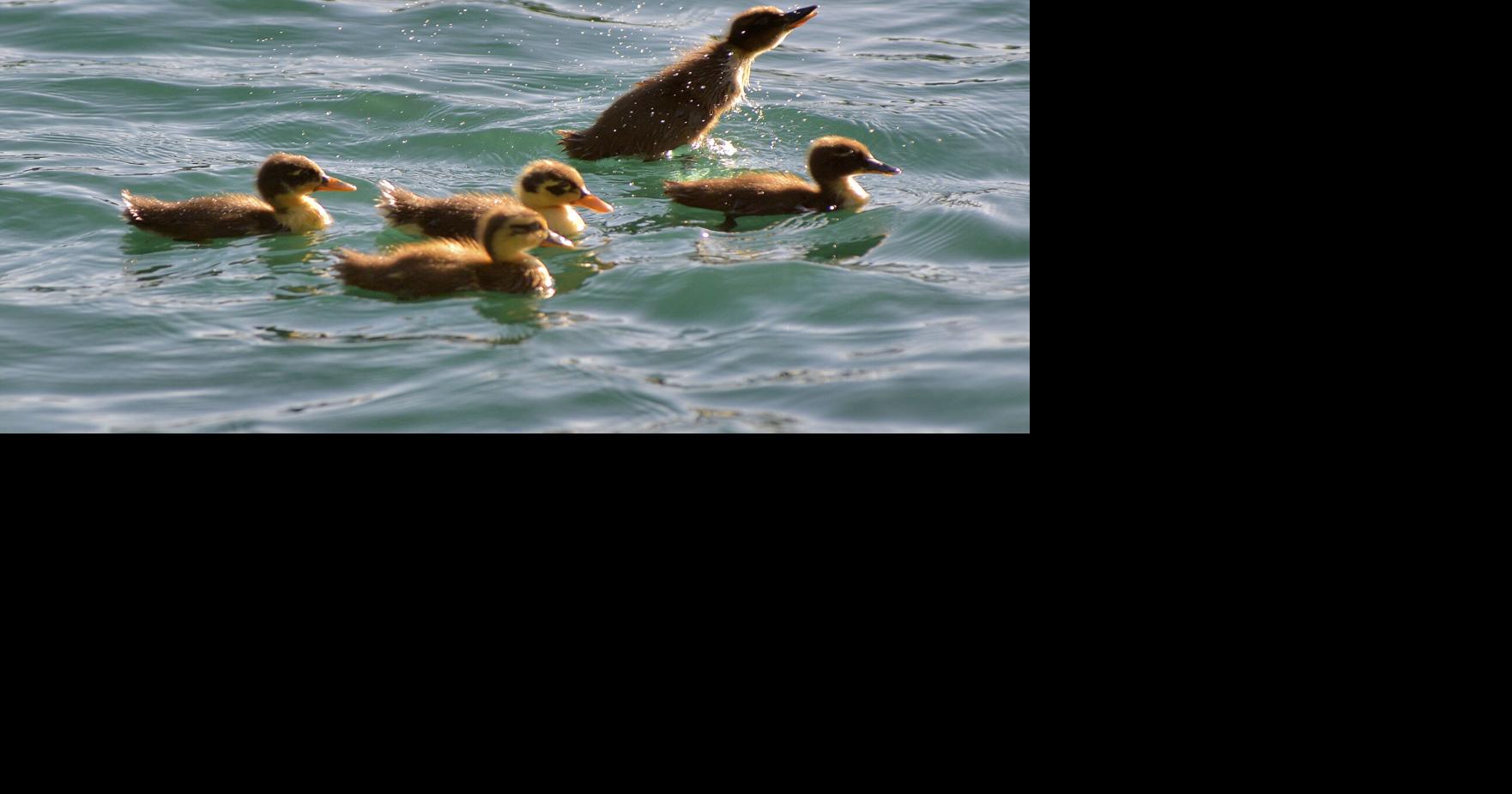 Photos: Ducklings at Civic Center Pond | News | dailyrepublic.com