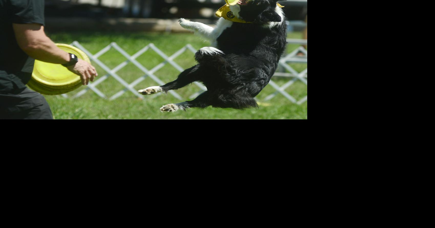 Dogs unleashed at Dixon May Fair as part of K9 Kings Flying Dog Show ...