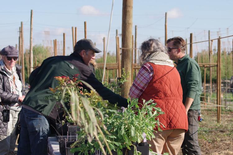 Native plant sale draws crowd to Dixon brewery | Vacaville-Dixon ...