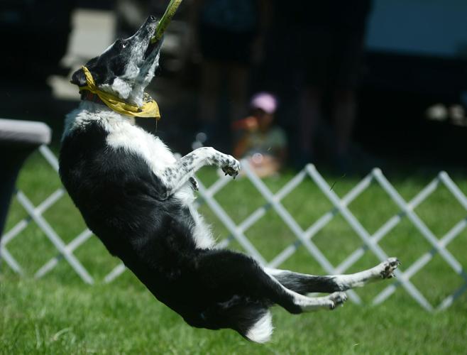 Dogs unleashed at Dixon May Fair as part of K9 Kings Flying Dog Show ...