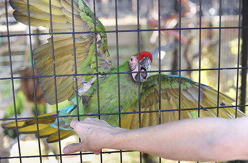 Second Chance Bird Rescue | News | dailyrepublic.com