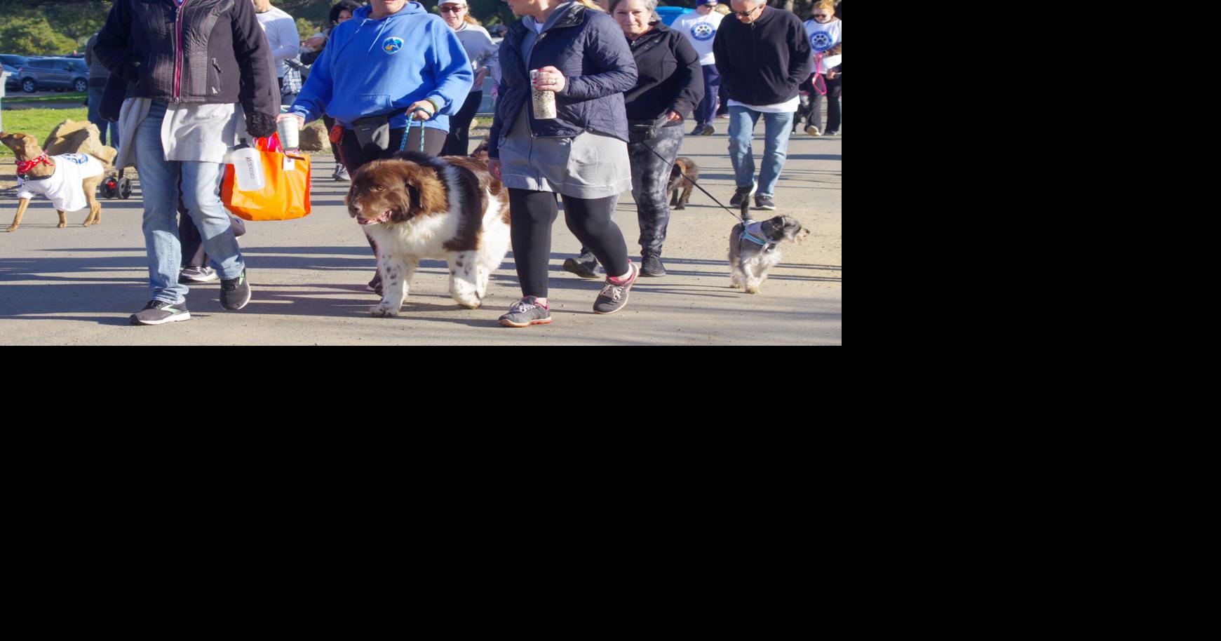 Local SPCA holding Paws for a Cause event in April | News | dailyrepublic.com