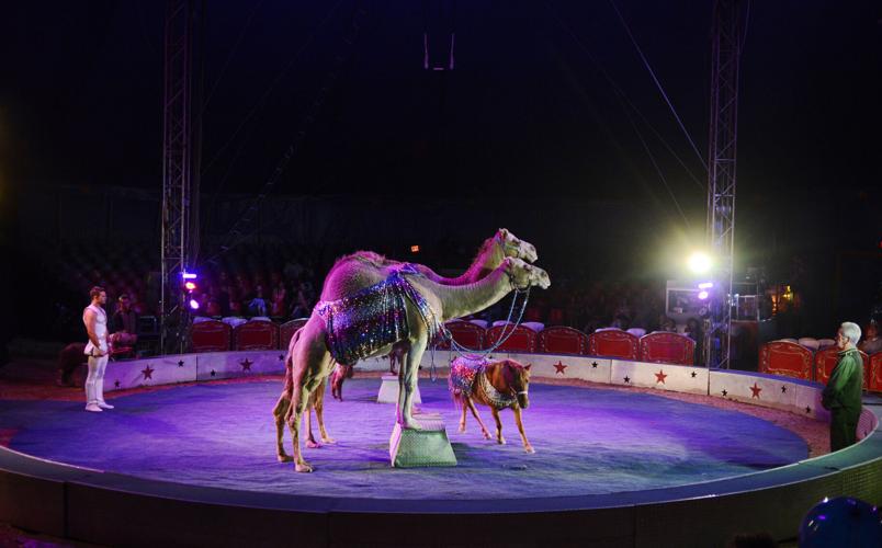 Photos: Ramos Circus in Suisun City | News | dailyrepublic.com