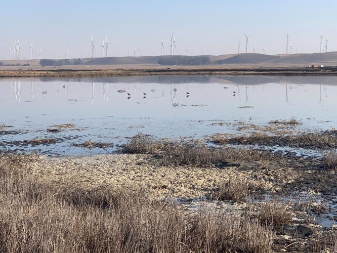 Waterfowl, and yes, elk, return to newly flooded Montezuma wetlands ...