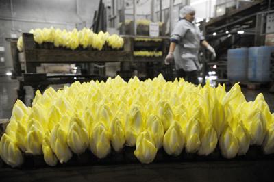 Some of Solano County’s farm crops grow in the dark | Solano County ...