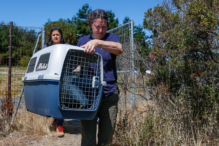 Cordelia bird rescue group releases herons, egrets back in Bay Area ...