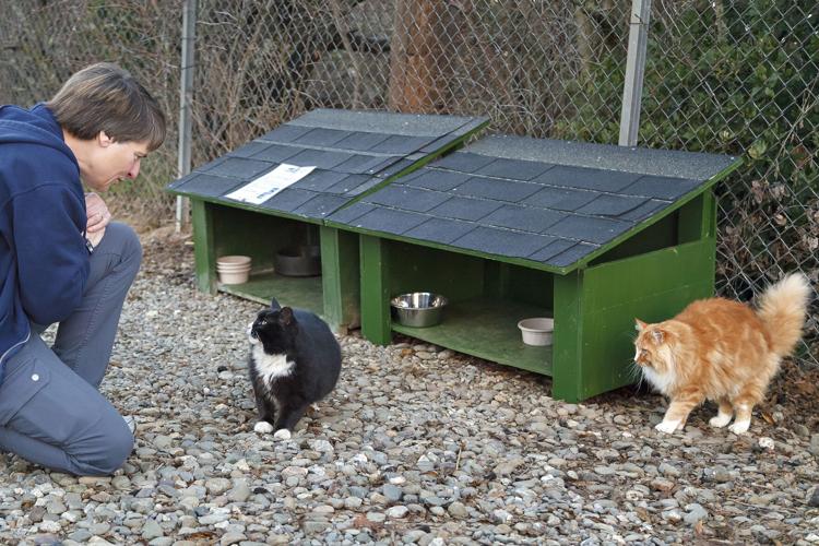 Photos: Campus Cat Coalition at Solano College | News | dailyrepublic.com