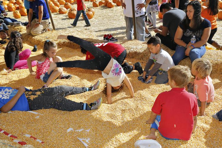 Photos: Larry’s Produce Pumpkin Patch and Corn Maze | News ...