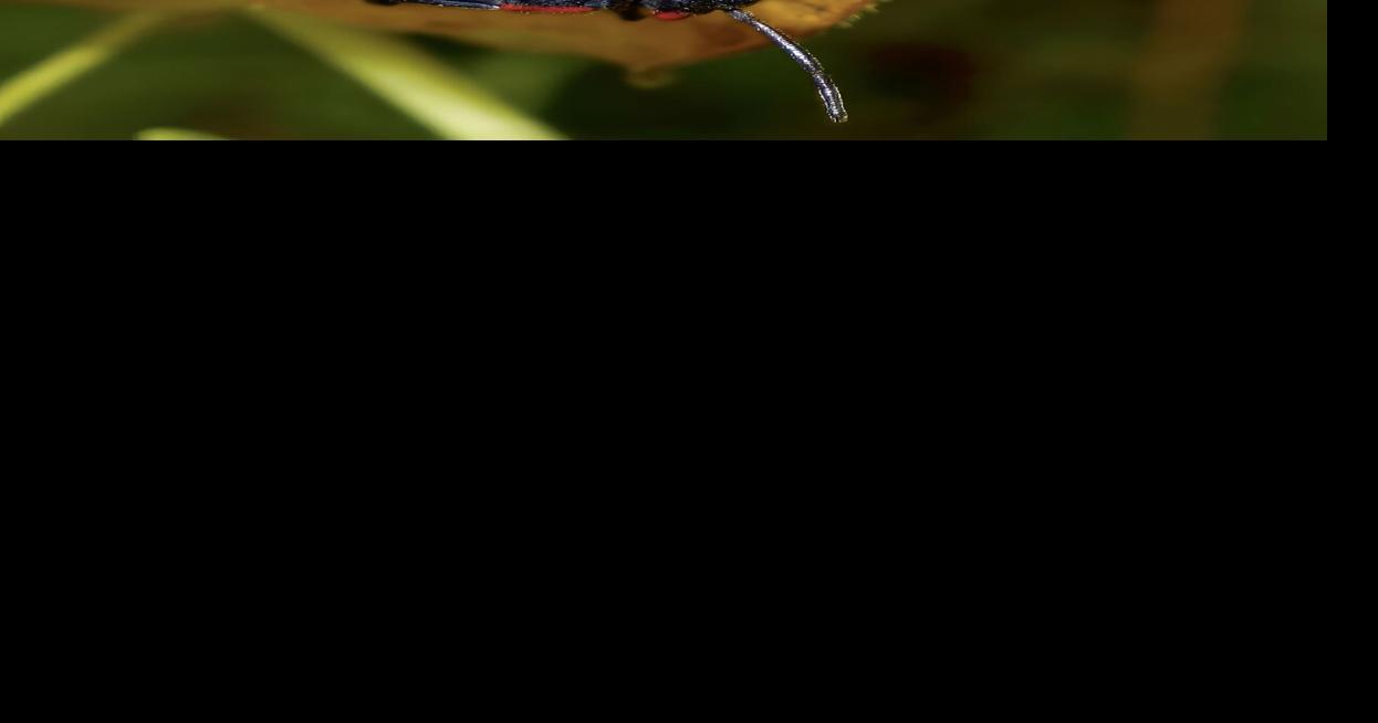 UC Davis Research: Soapberry bugs evolved after Hurricane Harvey ...