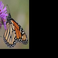 Learn how to create backyard monarch environments | News | dailyrepublic.com