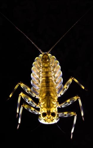 ‘Creekman’ helps Putah health from ground up | Lake Berryessa ...