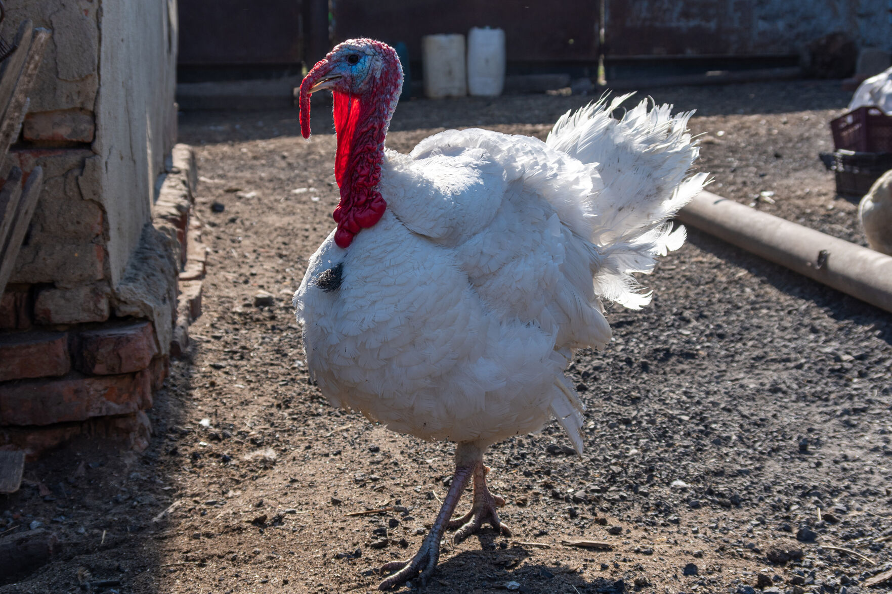 Turkeys are getting bigger, but fewer are being sold | News ...