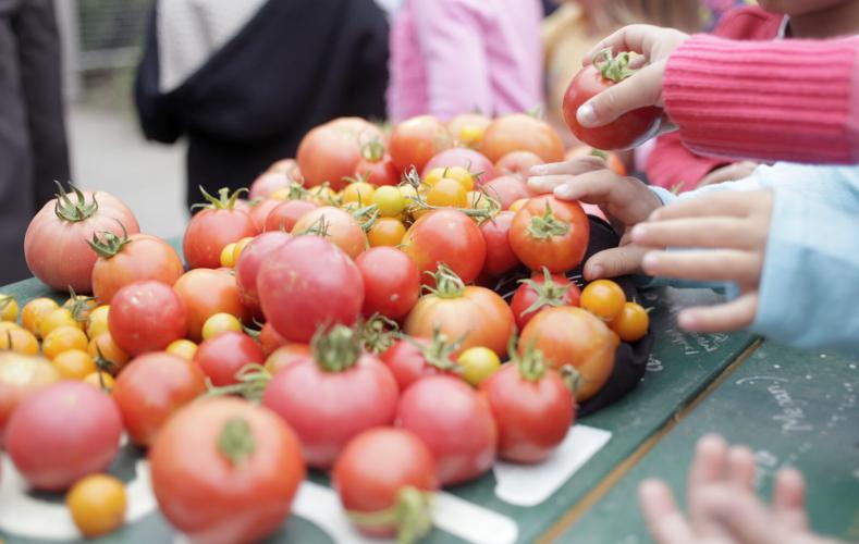 Nelda Mundy Elementary School’s garden | News | dailyrepublic.com