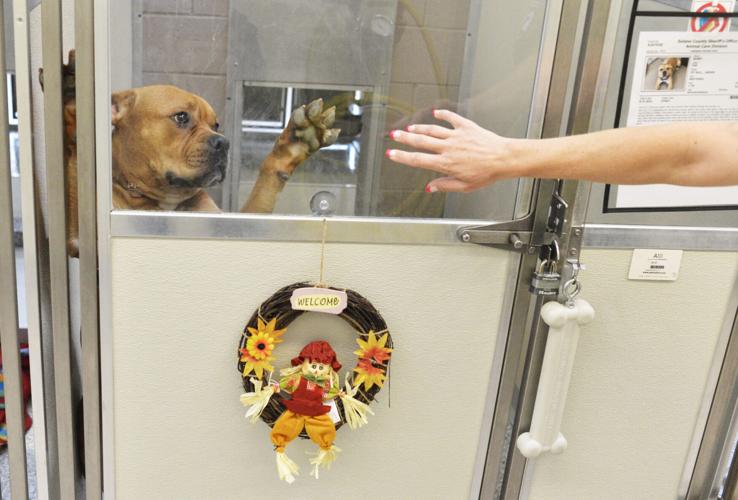 Free pet adoptions campaign opens at Solano County Animal Shelter ...