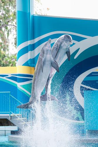 dolphin display