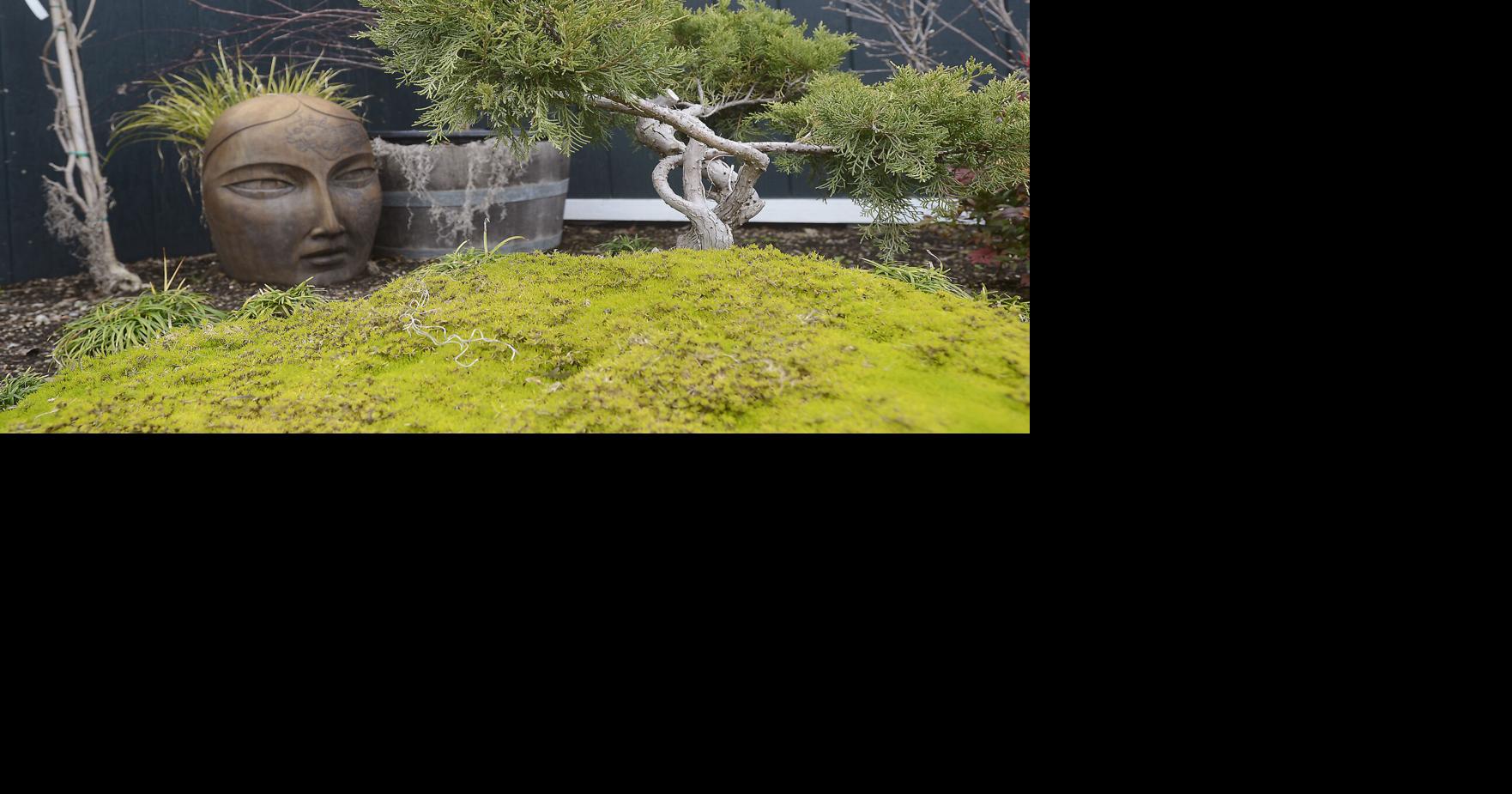 The Corridor: El Rancho Nursery carries variety of trees, flowers and ...