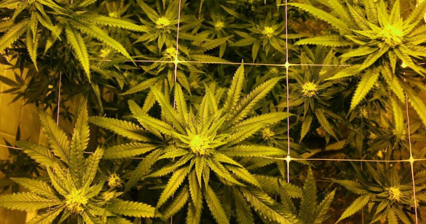 Pot tax revenue exceeds $237 million for 1st quarter | News ...