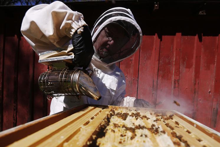 Retired Vacaville teacher gets a buzz out of bees | News | dailyrepublic.com