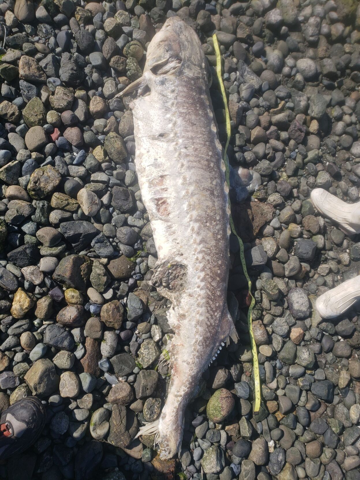 Sturgeon fishing safe for now; Bay population likely most at risk ...