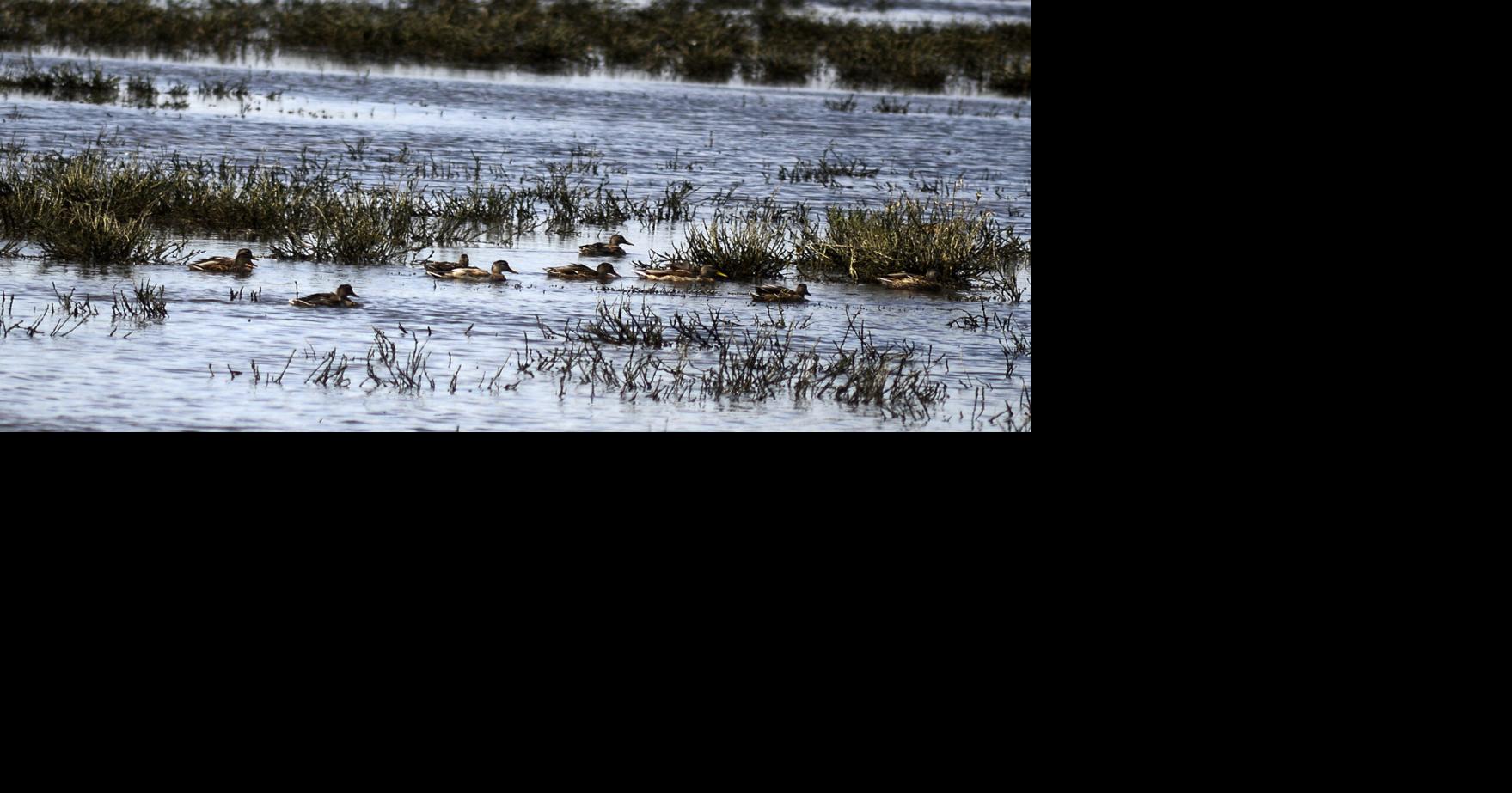 Solano ag officials continue avian flu, glassy-winged sharpshooters ...