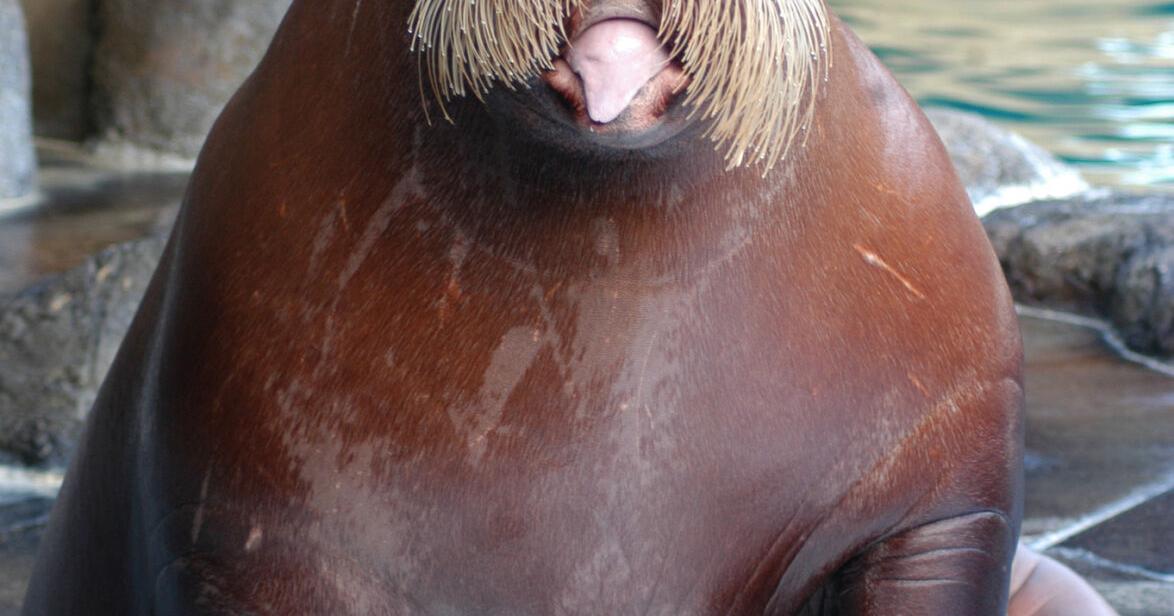 Six Flags walrus, who starred in ’50 First Dates,’ dies | News ...