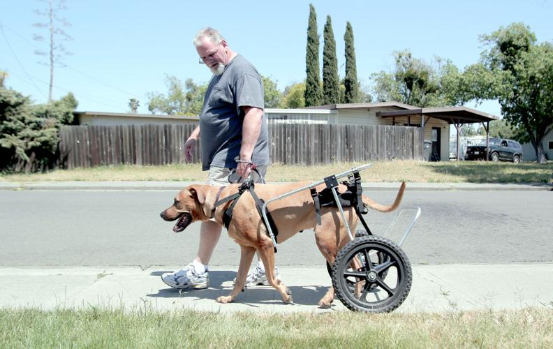 Dog wheels | News | dailyrepublic.com