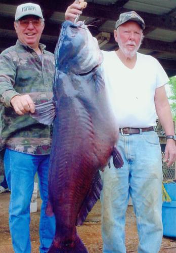 flathead catfish record texas