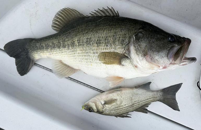 More than a mouthful: RC white bass guide recounts surprise battle with ...
