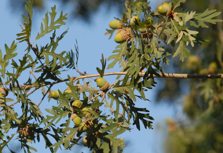 Signs of the Times | Sports | dailysentinel.com