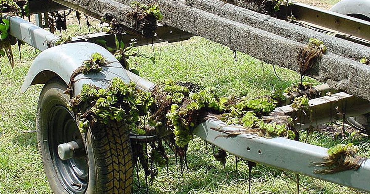 Giant salvinia discovered on Lake Nac | Local News | dailysentinel.com