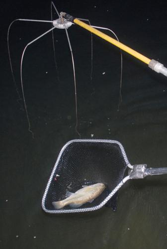 Shocking up results: A look at electrofishing and other survey ...