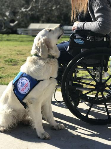 Nonprofit provides service dogs to those in need | Local News ...